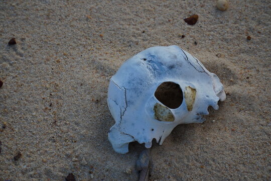 Amazonian Wildlife Death Images – HD & 4K Photos Free to Download ...