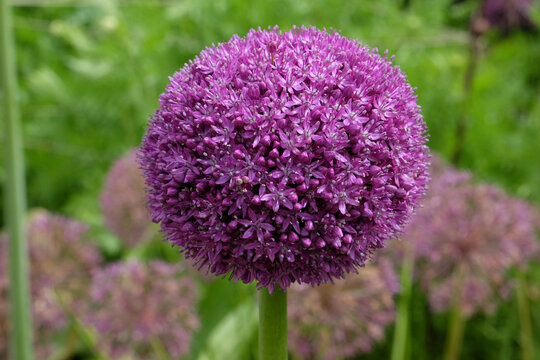 Allium Blooms Images – HD & 4K Photos Free to Download | PikWizard
