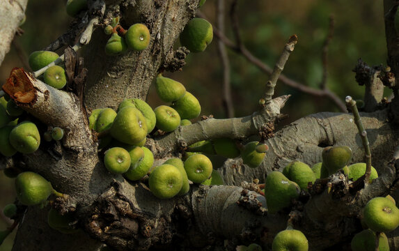 "Cluster Fig Tree" Images – Browse 83 Stock Photos, Vectors, and Video ...
