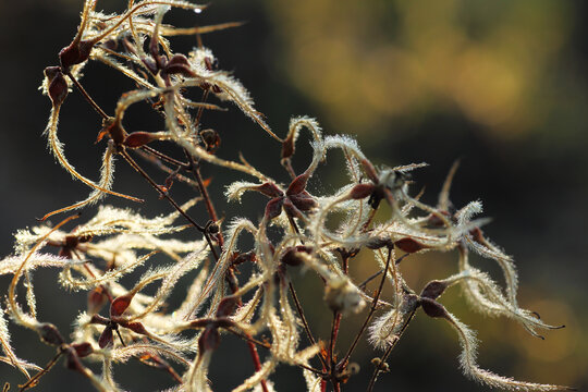 Vidarra Images – Browse 9 Stock Photos, Vectors, and Video | Adobe Stock