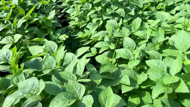 "Soybean Sprouts" Images – Browse 1,794 Stock Photos, Vectors, and ...