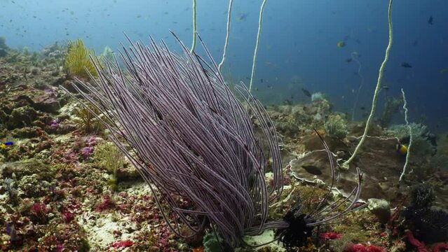 "Sea Whip" Images – Browse 13,441 Stock Photos, Vectors, and Video ...