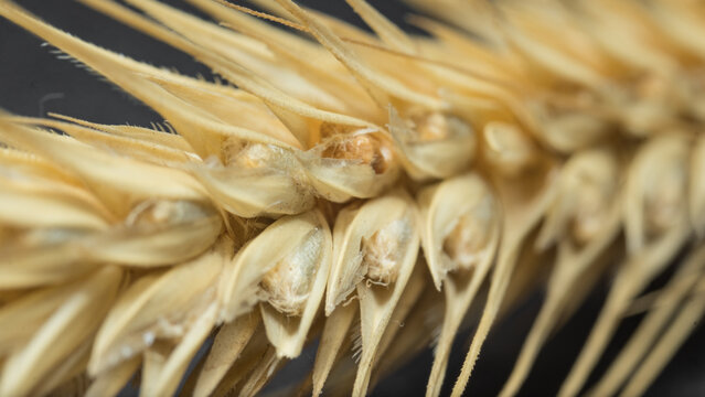 "Wheat Spikelet" Images – Browse 957 Stock Photos, Vectors, and Video ...