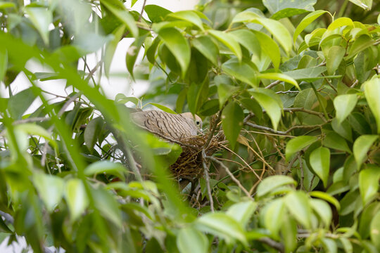 รูปภาพKurokutok – เลือกดูภาพถ่ายสต็อก เวกเตอร์ และวิดีโอ1,856 | Adobe Stock
