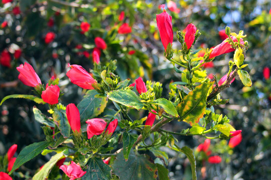 "Wax Mallow"-Bilder: Stock-Fotos & -Videos. | Adobe Stock