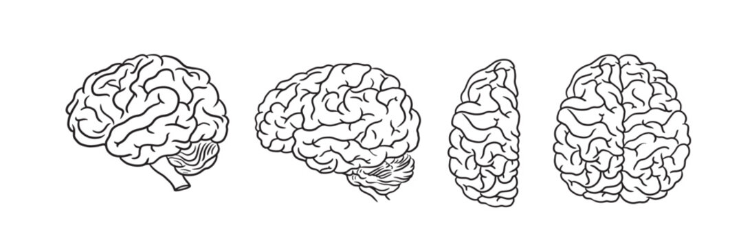 Brain Silhouette