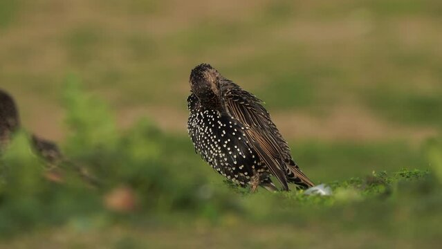 European Starling Images – Browse 54,867 Stock Photos, Vectors, and Video | Adobe Stock