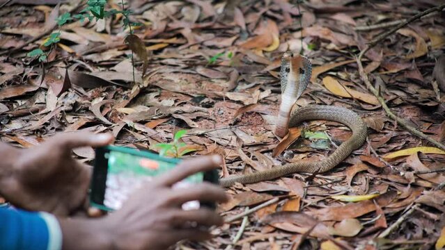 "Snake Catcher" Images – Browse 131 Stock Photos, Vectors, and Video ...