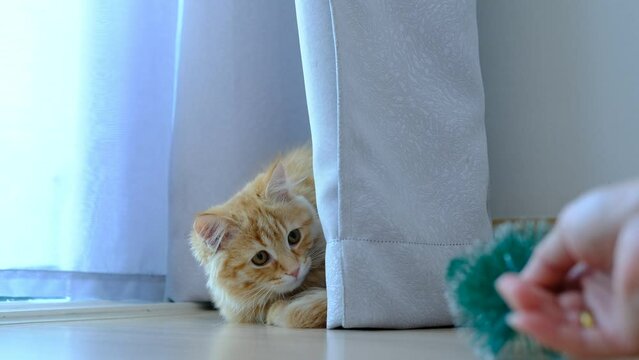 "Kitten - Images et vidéos libres de droits | Adobe Stock