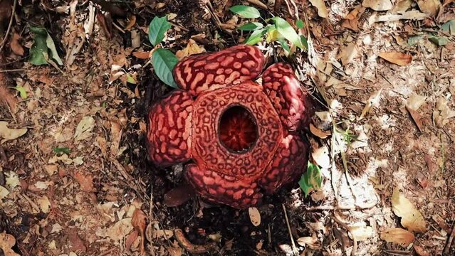 "Rafflesia Flower" Images – Browse 171 Stock Photos, Vectors, and Video ...