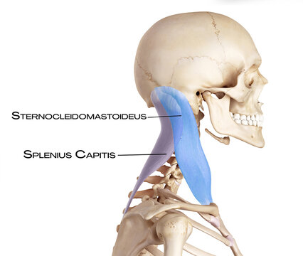 "Splenius Capitis" Images – Browse 189 Stock Photos, Vectors, and Video ...