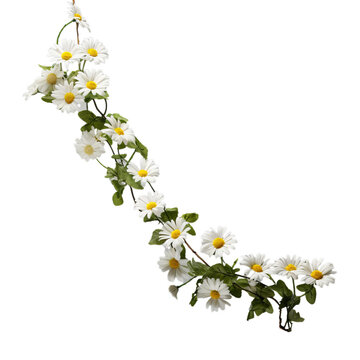 Transparent Daisy Chain Tumblr
