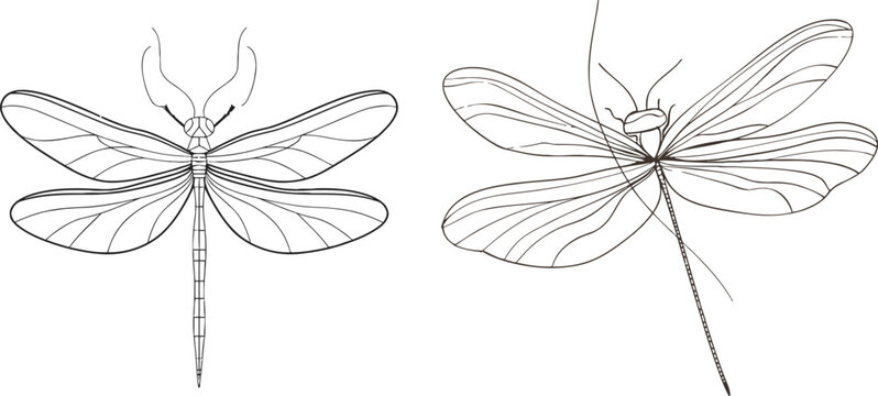 Dragon Fly Line Drawing Images – Browse 16,344 Stock Photos, Vectors ...
