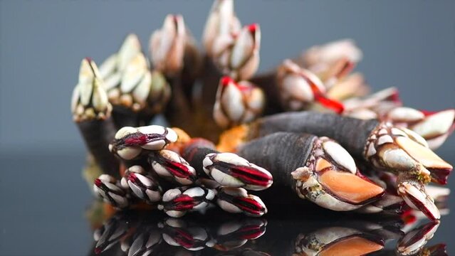 "Pollicipes Pollicipes" Images – Browse 425 Stock Photos, Vectors, and ...