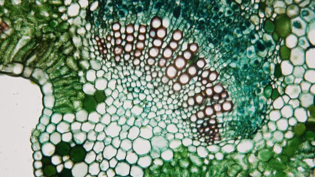 "Fibrous Material" Images – Browse 59 Stock Photos, Vectors, and Video ...