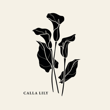 Calla Lily Sketch Images – Browse 1,867 Stock Photos, Vectors, and ...