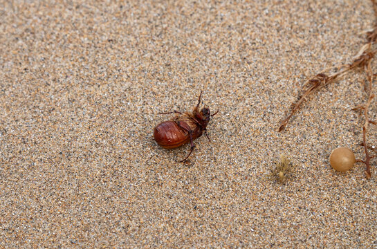 "June Bug"-Bilder: Stock-Fotos & -Videos. | Adobe Stock