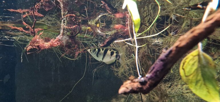 Perciform Images – Browse 4,821 Stock Photos, Vectors, and Video ...