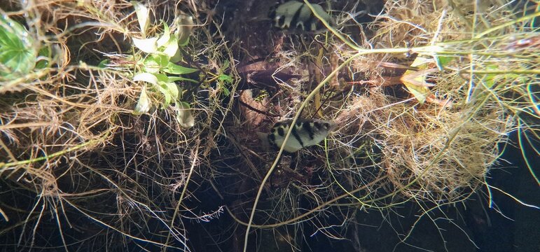 Brackish Water"」の写真素材 | 5,645件の無料イラスト画像 | Adobe Stock