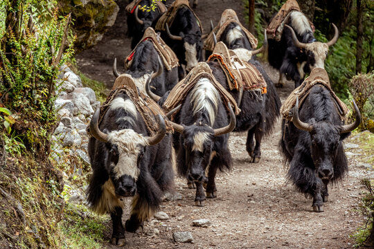 รูปภาพYaks – เลือกดูภาพถ่ายสต็อก เวกเตอร์ และวิดีโอ62,833 | Adobe Stock