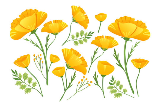 California Poppy Drawing Images – Browse 3,622 Stock Photos, Vectors ...