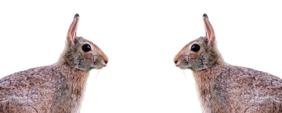 "Two Rabbits" Bilder – Durchsuchen 3,873 Archivfotos, Vektorgrafiken ...
