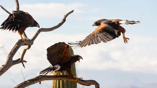 "Harris Hawks" Images – Browse 44 Stock Photos, Vectors, and Video ...