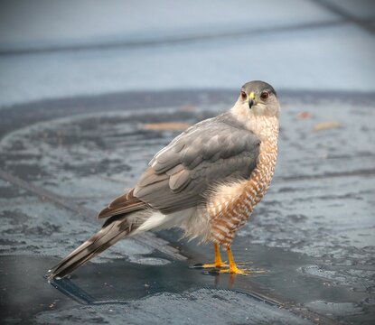"Cooper Hawk" Images – Browse 1,799 Stock Photos, Vectors, and Video ...