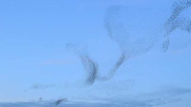 Murmuration Of Birds Images – Browse 385,553 Stock Photos, Vectors, and ...