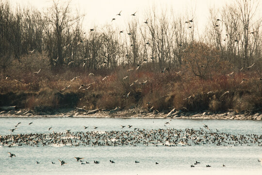 "Lots Of Birds" Images – Browse 89 Stock Photos, Vectors, and Video ...