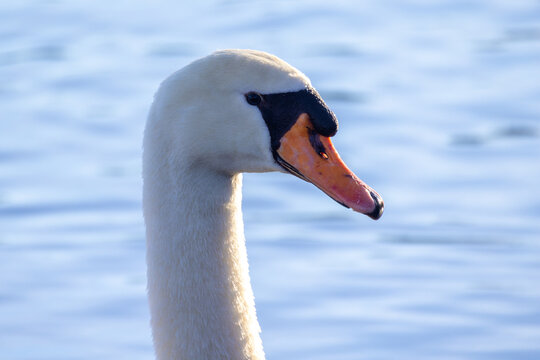 "Swan Head" Images – Browse 552 Stock Photos, Vectors, and Video ...