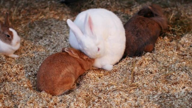 "Rabbit Family" Images – Browse 263 Stock Photos, Vectors, and Video ...