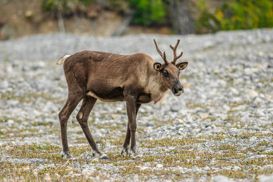 "Woodland Caribou" Images – Browse 193 Stock Photos, Vectors, and Video ...