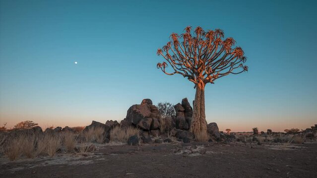 "Quiver Tree" Images – Browse 4,824 Stock Photos, Vectors, and Video ...