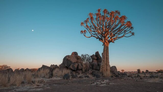 "Quiver Tree" Images – Browse 4,824 Stock Photos, Vectors, and Video ...