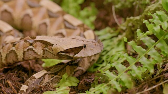 "Gaboon Viper" Bilder – Durchsuchen 557 Archivfotos, Vektorgrafiken und ...