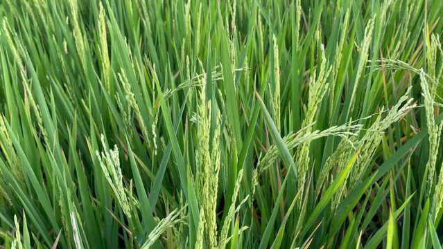 Padi Images – Browse 588,678 Stock Photos, Vectors, and Video | Adobe Stock