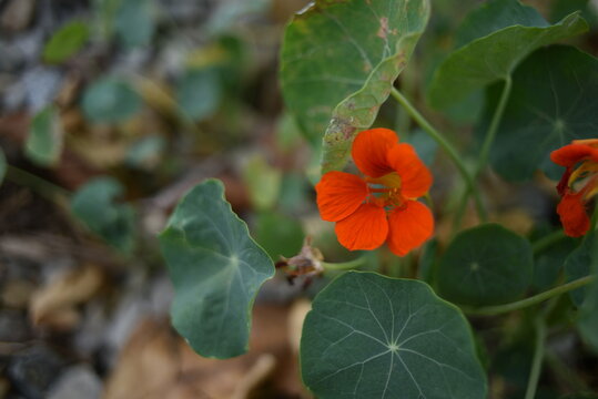 Pansee Images – Browse 8 Stock Photos, Vectors, and Video | Adobe Stock