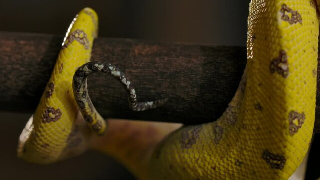 "Green Python"-Bilder: Stock-Fotos & -Videos. | Adobe Stock