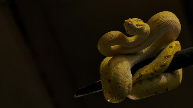 "Green Python"-Bilder: Stock-Fotos & -Videos. | Adobe Stock