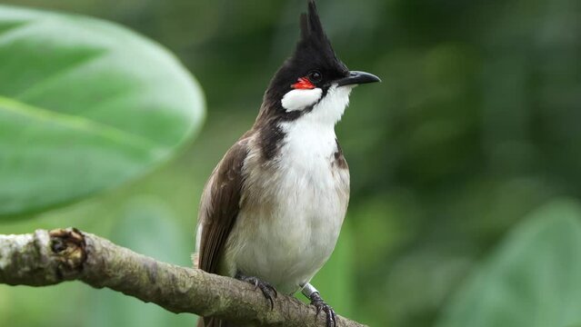 Red Cheeks Images – Browse 50,557 Stock Photos, Vectors, and Video ...