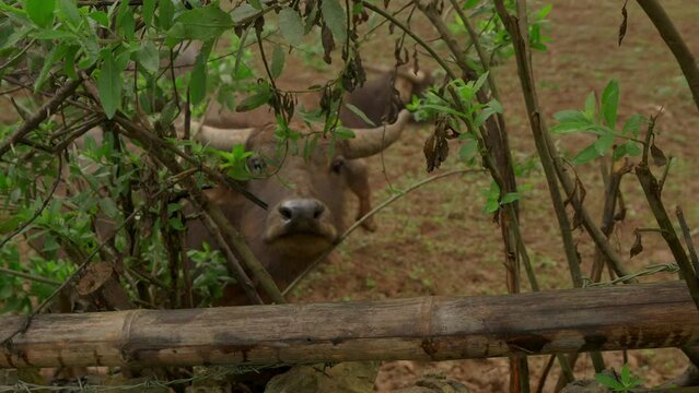 Imágenes de "Water Ox": descubre bancos de fotos, ilustraciones ...