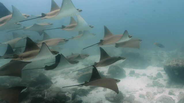 "Golden Ray" - Images et vidéos libres de droits | Adobe Stock