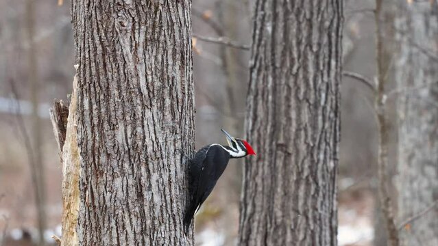 Pileated Woodpecker Images – Browse 3,042 Stock Photos, Vectors, and ...