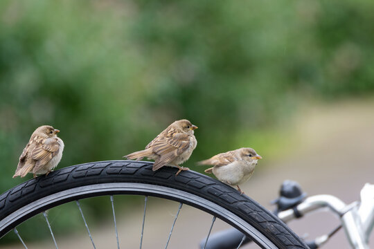 "Bicycle Wheel" Images – Browse 32,725 Stock Photos, Vectors, and Video ...