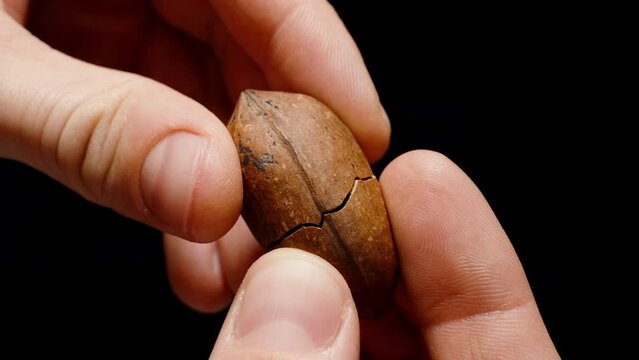 Nutshell Pecans Images – Browse 15,556 Stock Photos, Vectors, and Video ...