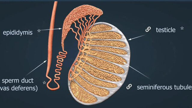 Frenulum Images – Browse 1,577 Stock Photos, Vectors, and Video | Adobe ...