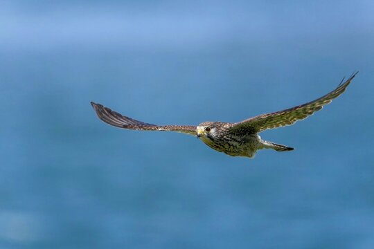 精悍 Images – Browse 878 Stock Photos, Vectors, and Video | Adobe Stock