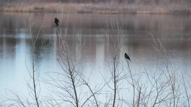 Red Winged Images – Browse 1,928,527 Stock Photos, Vectors, and Video ...