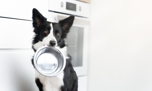 รูปภาพStarveling – เลือกดูภาพถ่ายสต็อก เวกเตอร์ และวิดีโอ456 | Adobe Stock